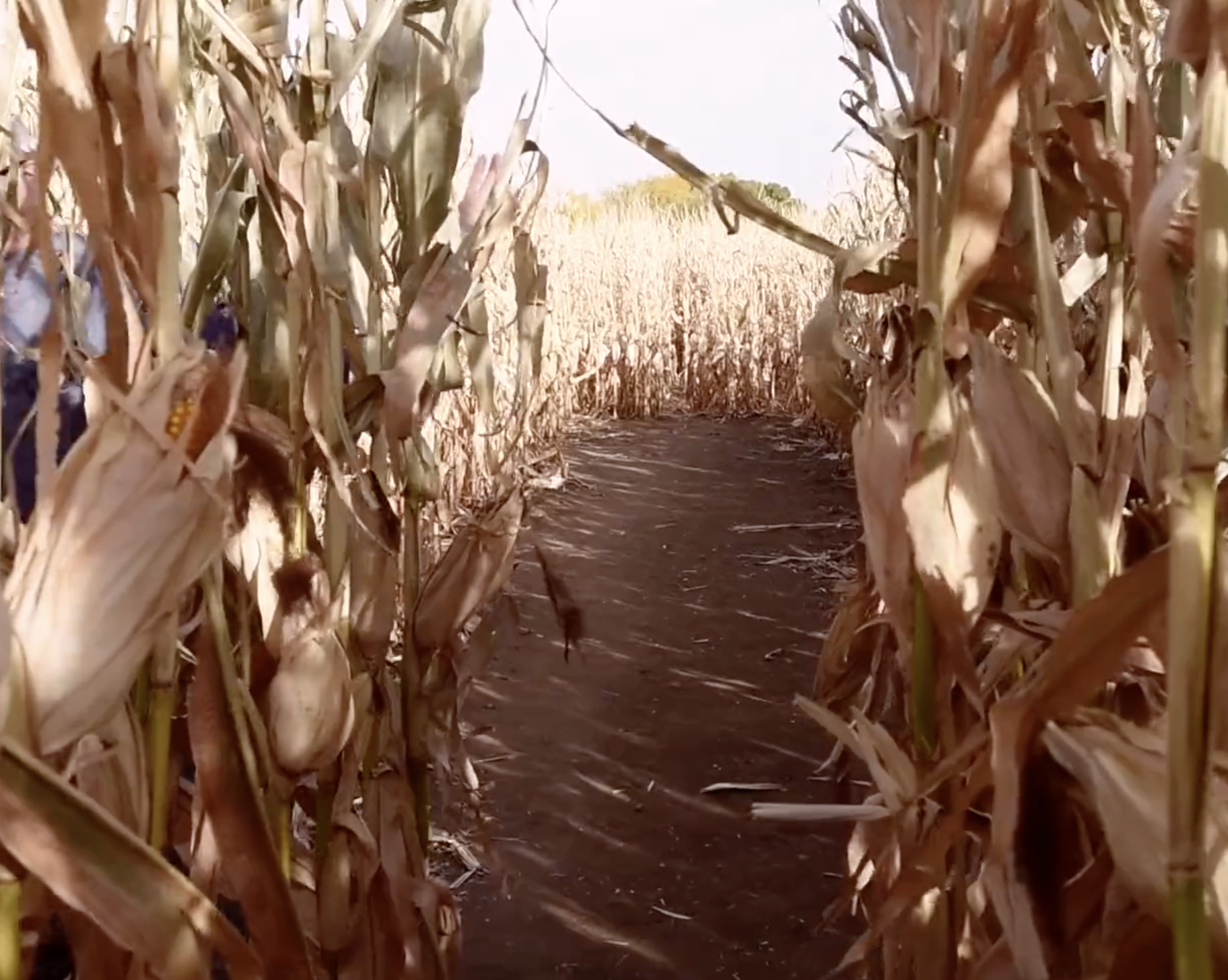 Corn Mazes from Mild to Wildly Scary, October 25-31!